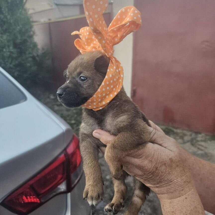 Мини-щенок из приюта