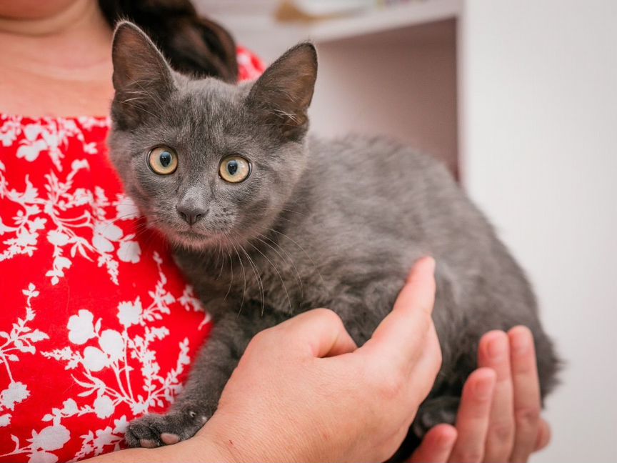Котенок в добрые руки