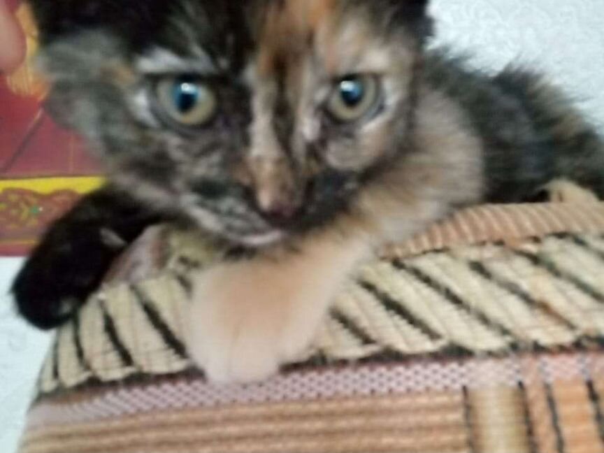 Малышка из приюта