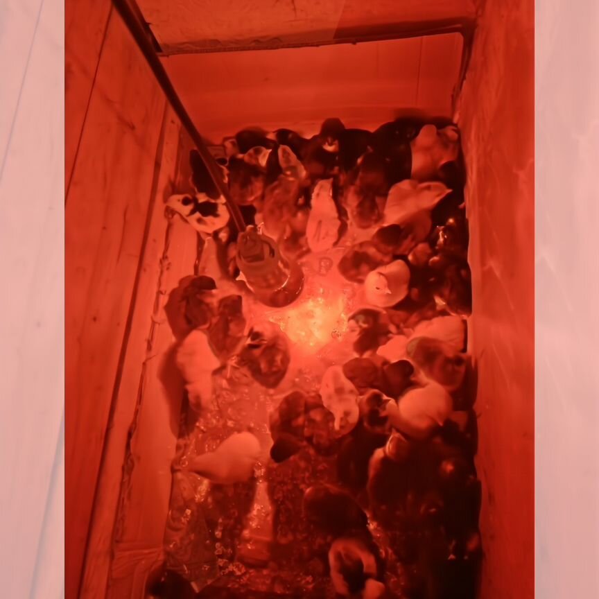 Цыплята суточные