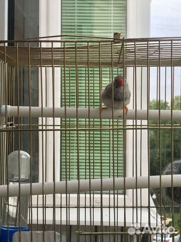 Самка зебровой амадины