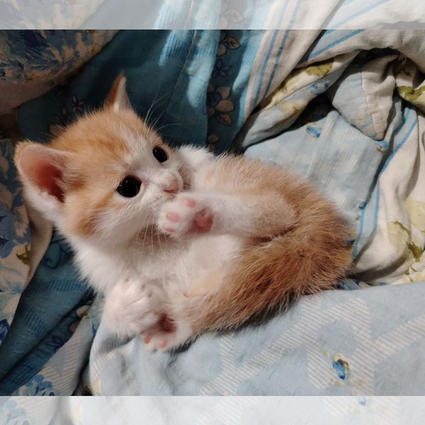 Котёнок от частного владельца