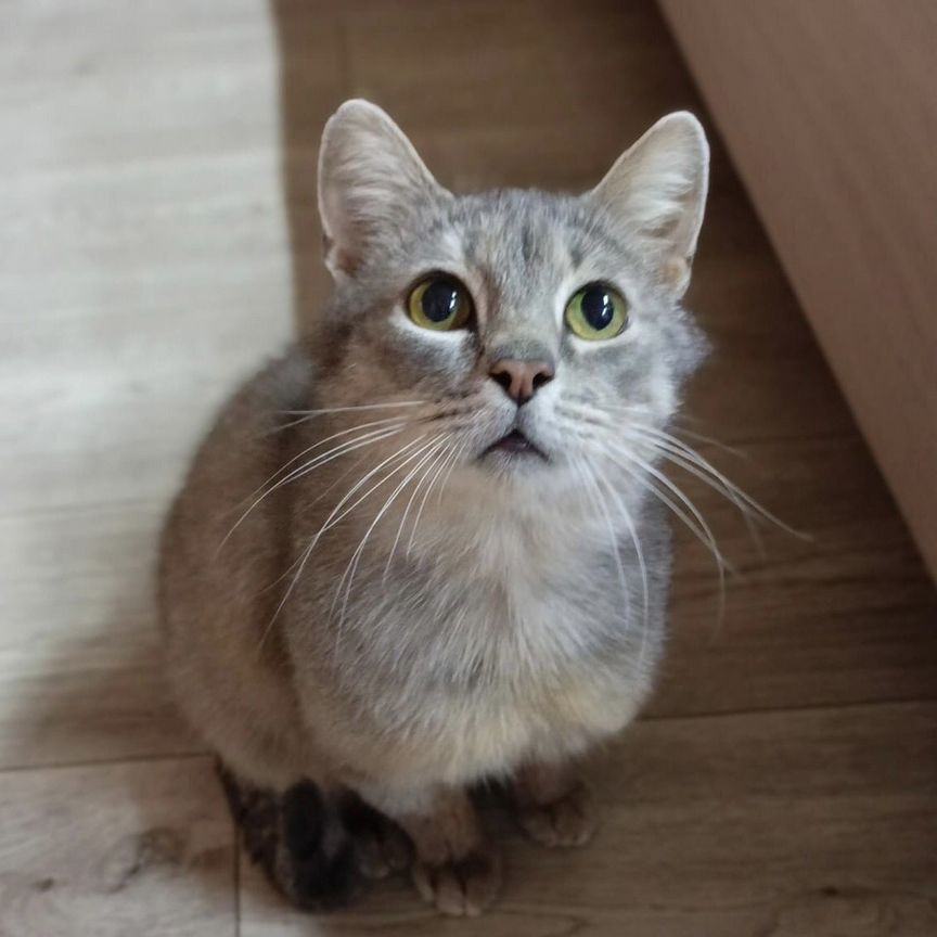 Ласковый котик в добрые руки