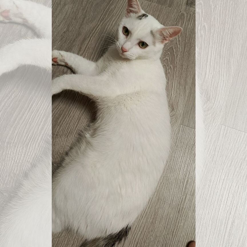 Взрослый кот, вязка