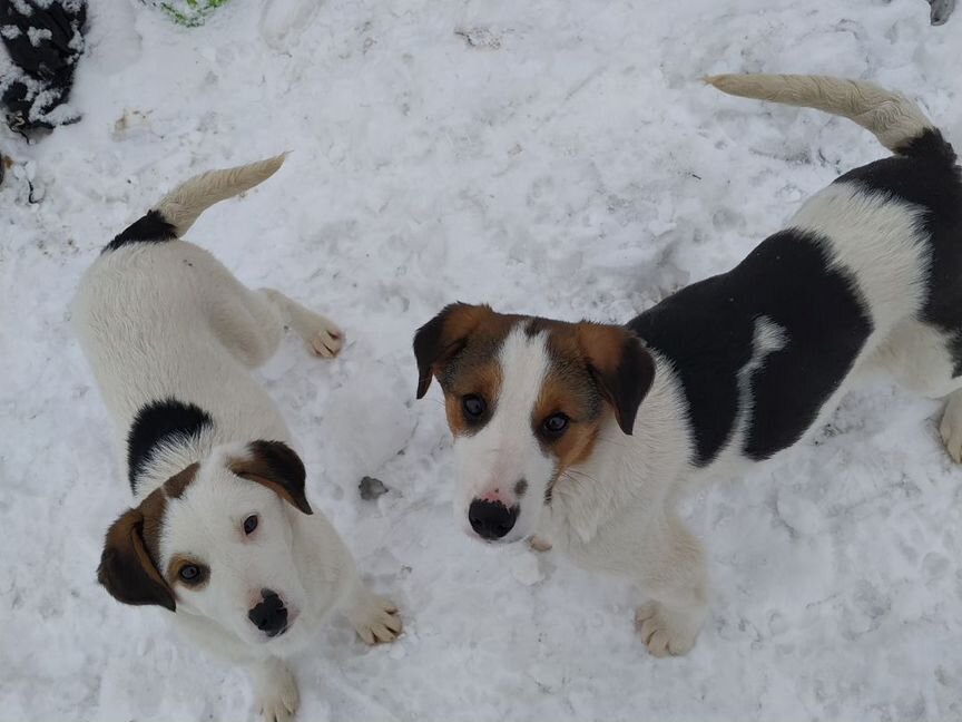 Щенки русской пегой гончей