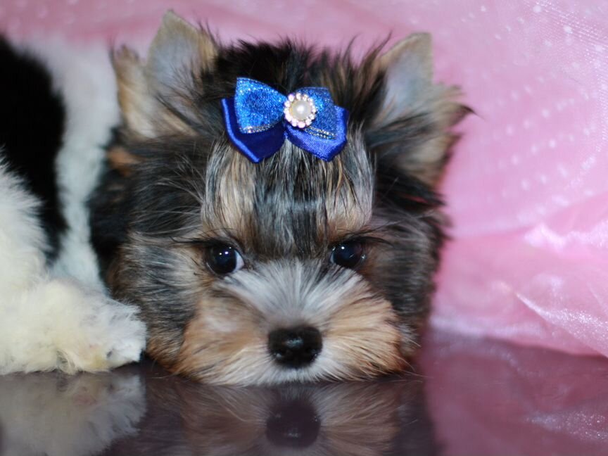 Самый красивый мальчик