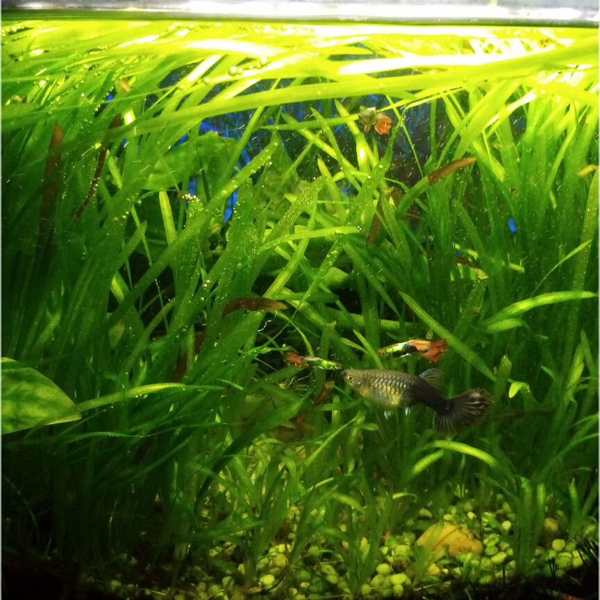 Водоросли для аквариума живые