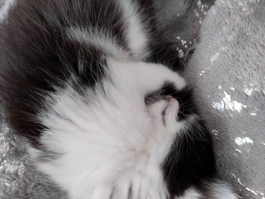 Котёнок