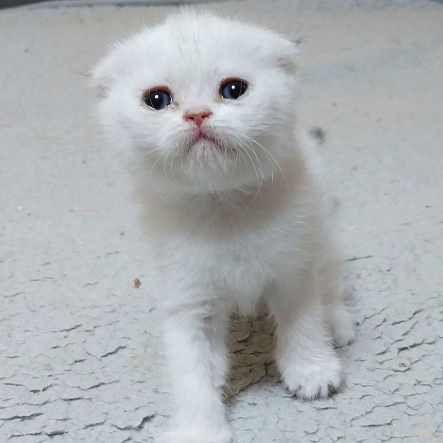 Шотландский вислоухий короткошёрстный котёнок