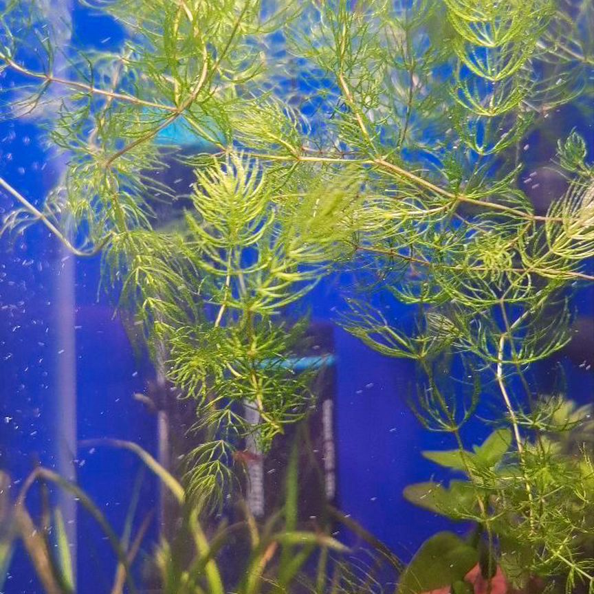 Роголистник для аквариума