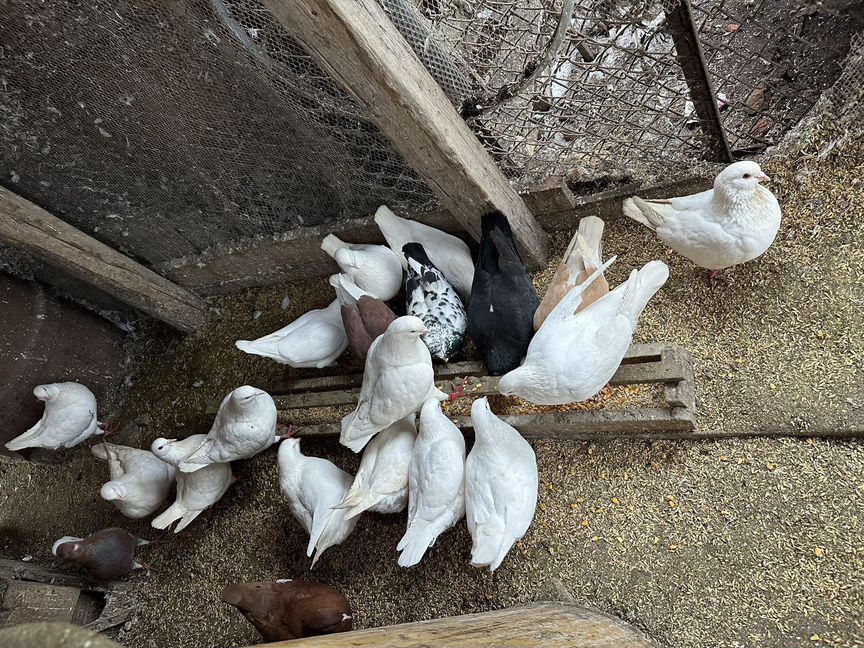 Голуби кинги