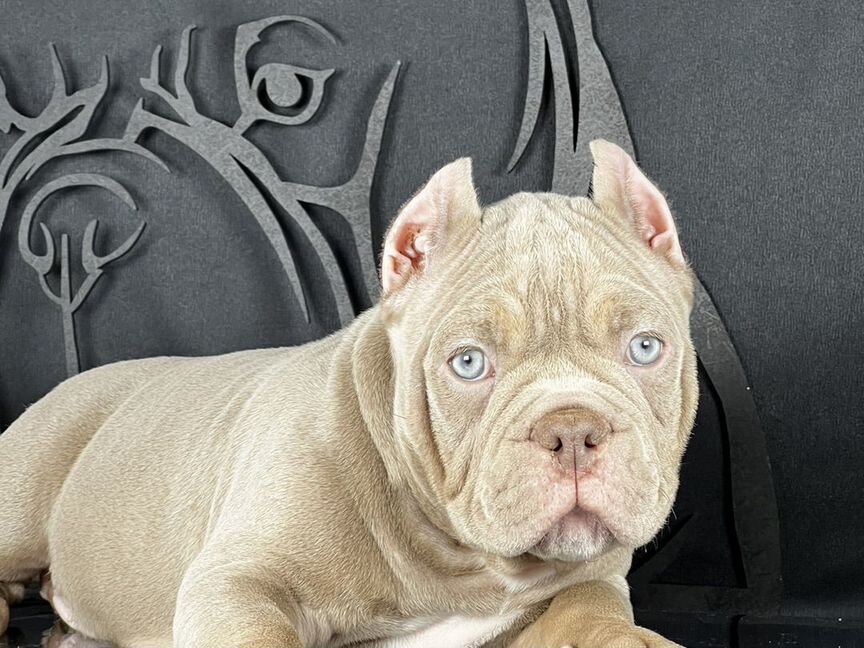 Американский булли микро мальчик