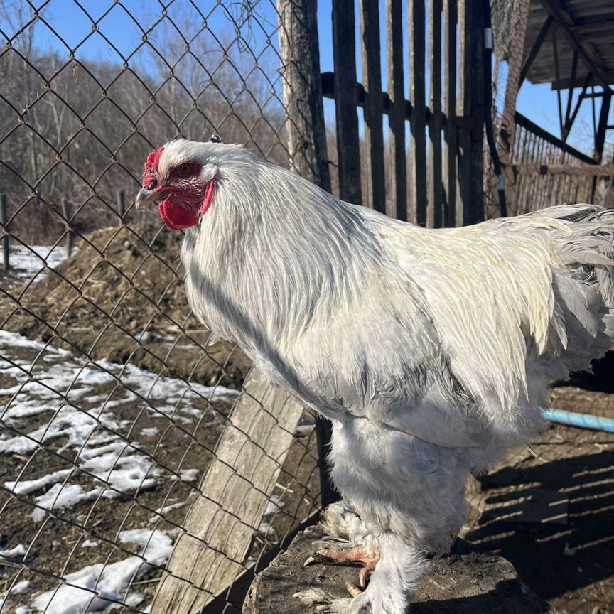 Петух на племя