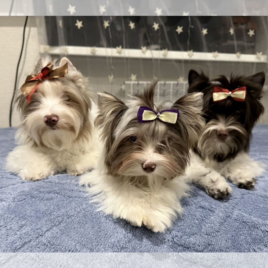 Йоркширский терьер, щенок