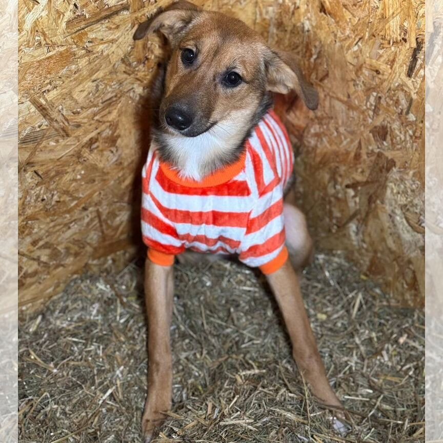 Щенок в добрые руки