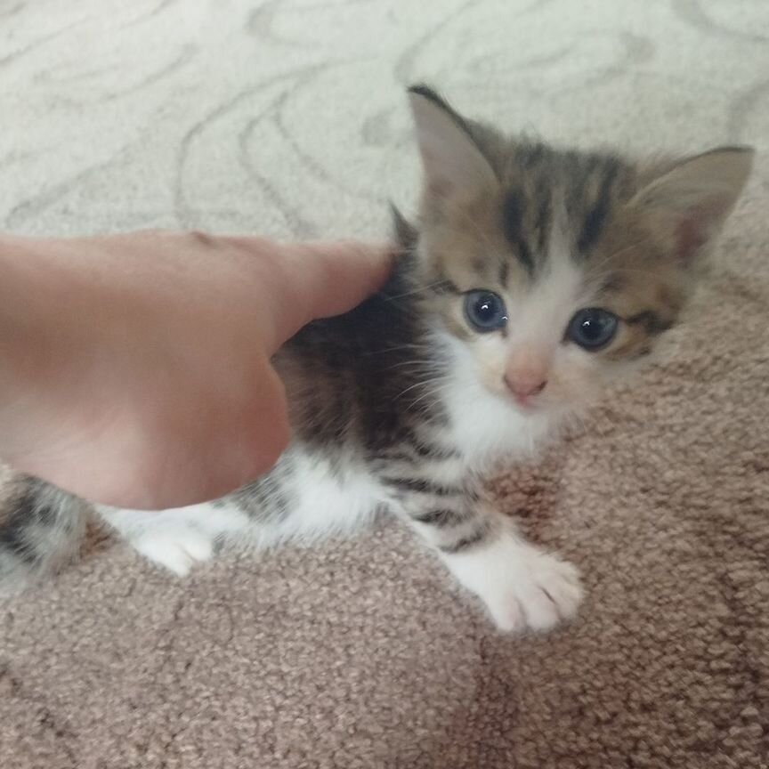 Котёнок в добрые руки