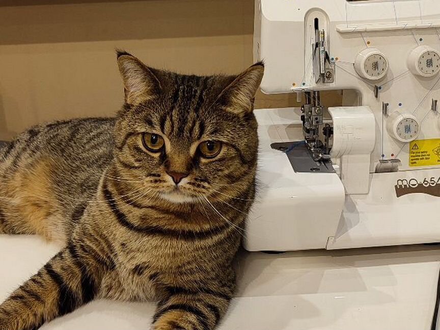 Шотландские кот и кошка