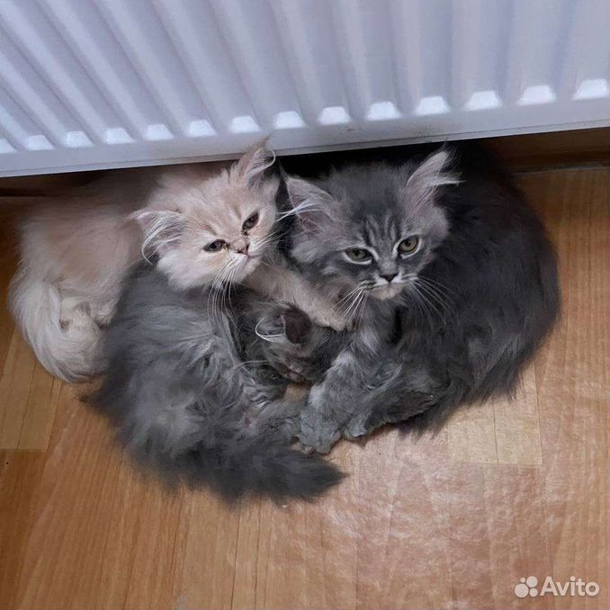 Персидский котёнок, тёмненький