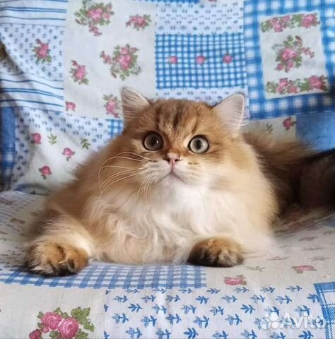 Котики и кошечка