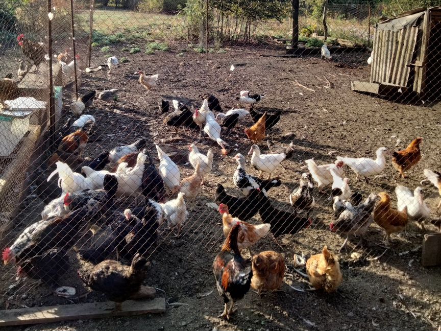 Куры и Петухи