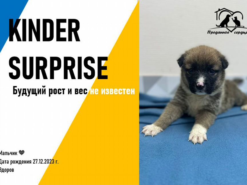 У них еще нет имени