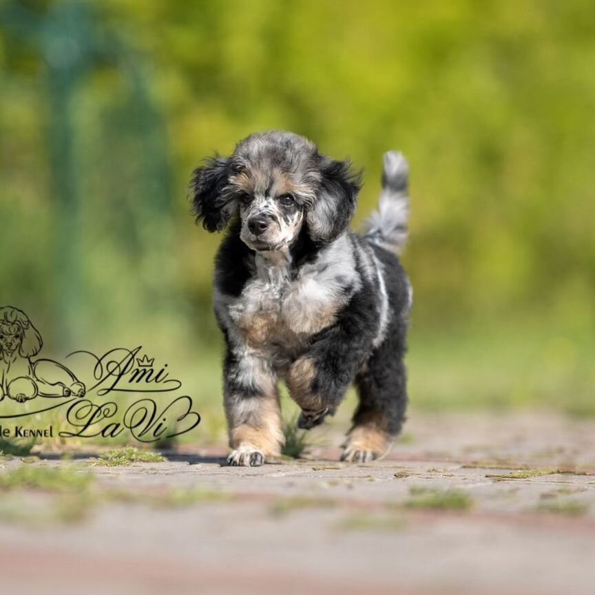 Пудель миниатюра. Кобель