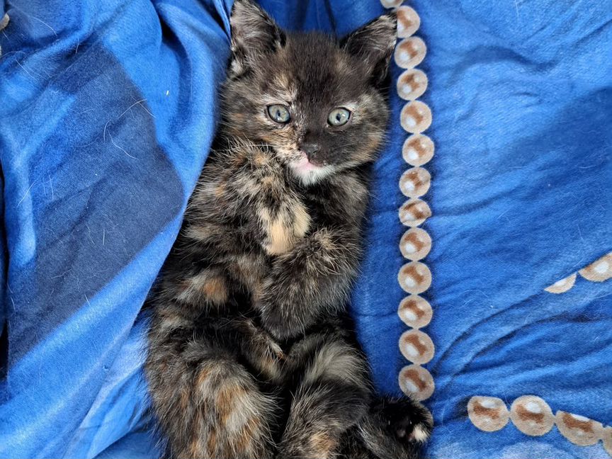 Отдам в хорошие руки умненькую девчонку