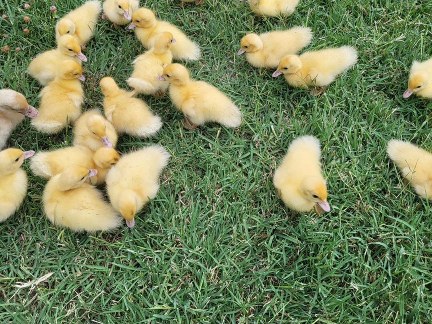 Индоутята недельные