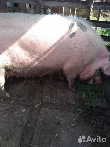 Продам свиноматку