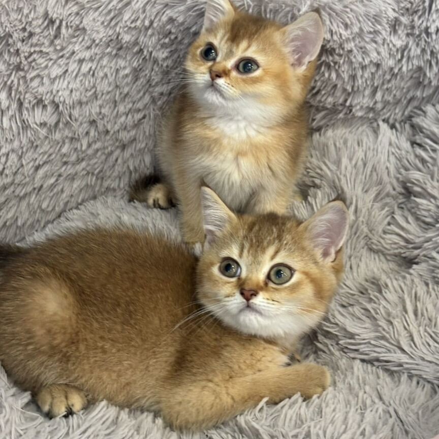Британские котята девочки