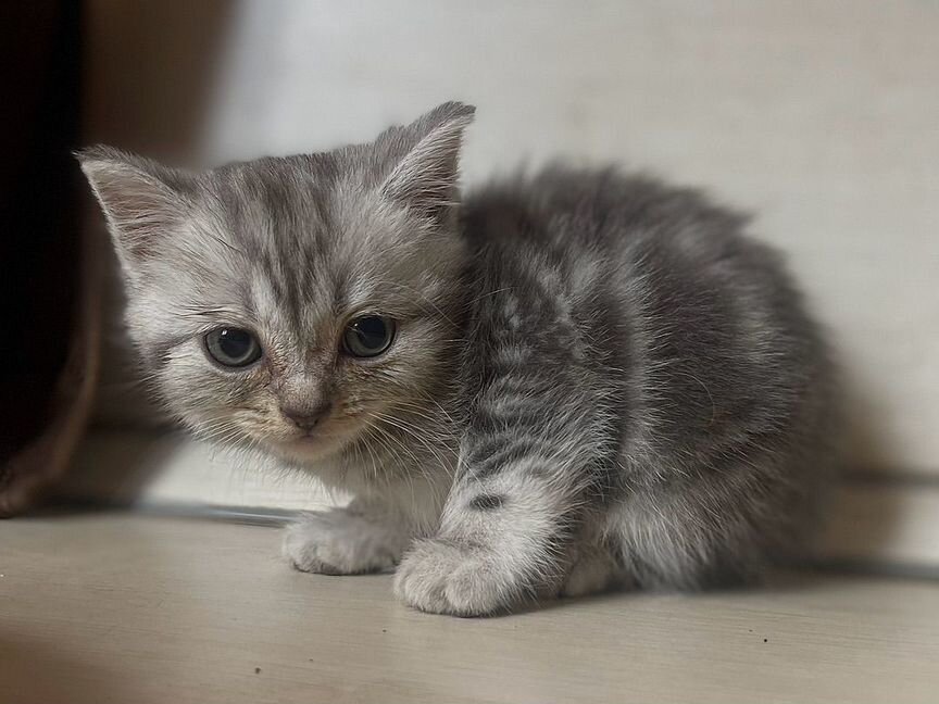 Шотландские мраморные котята