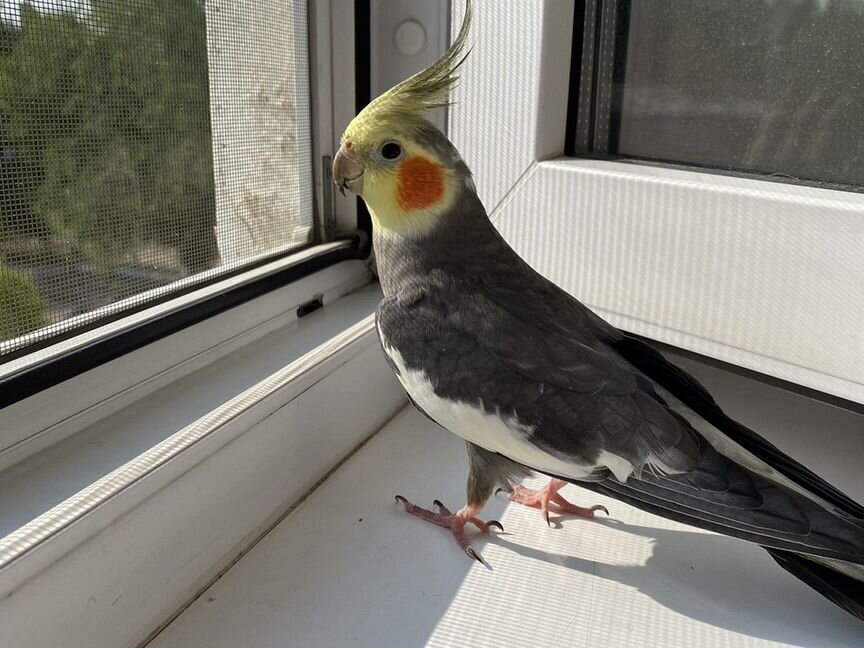 Попугай Корелла в добрые руки