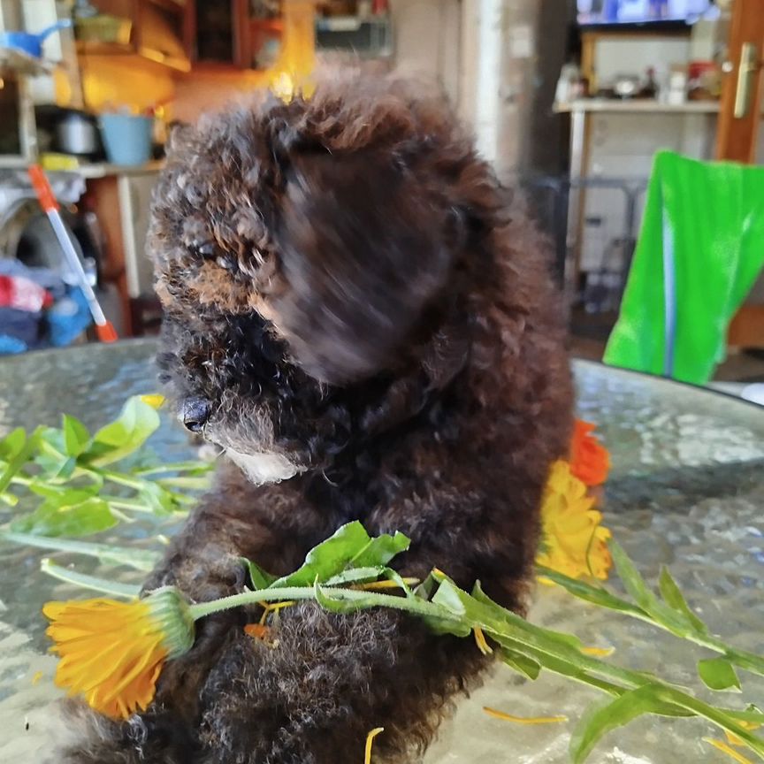 Пуделенок той пудель