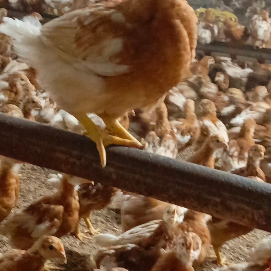 Курицы несушки