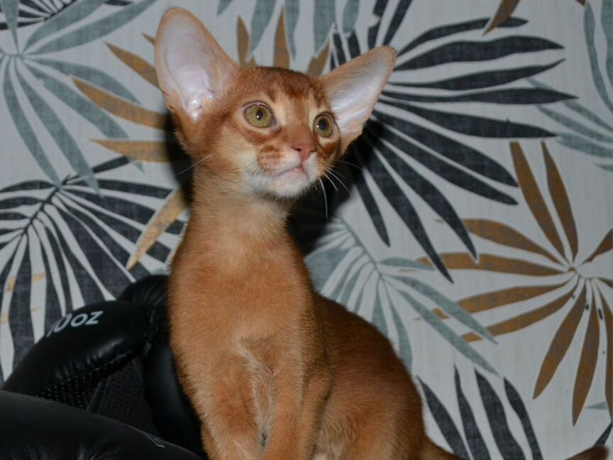 Абиссинский котенок