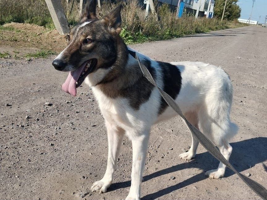 Отдам собаку Ямайка бесплатно