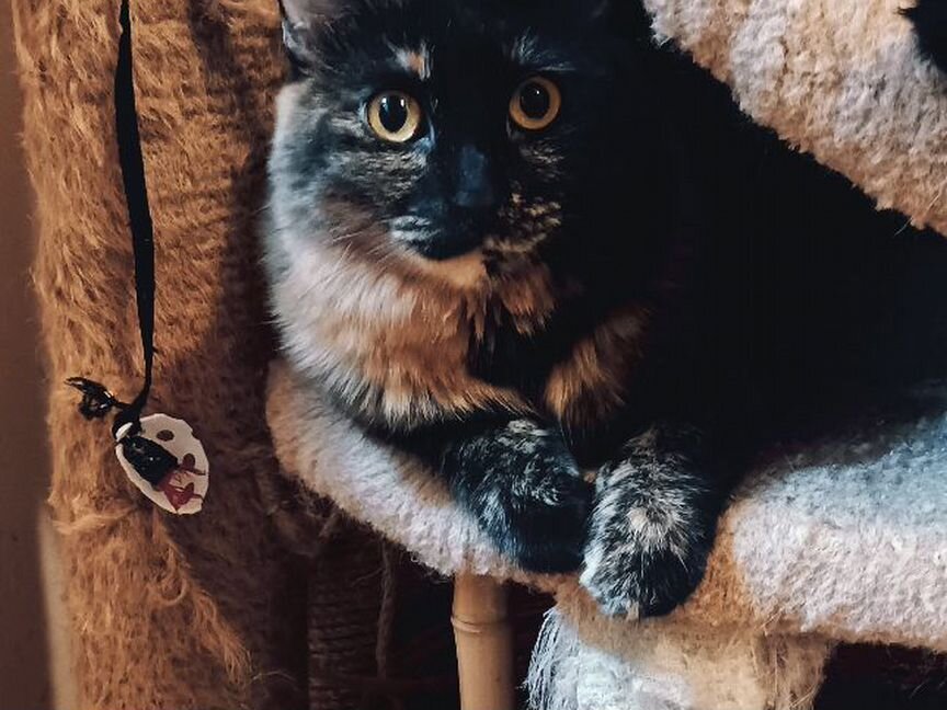 Карамелька лапочка и умничка ищет дом