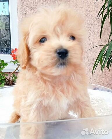 Мальтипу кукольные щенки