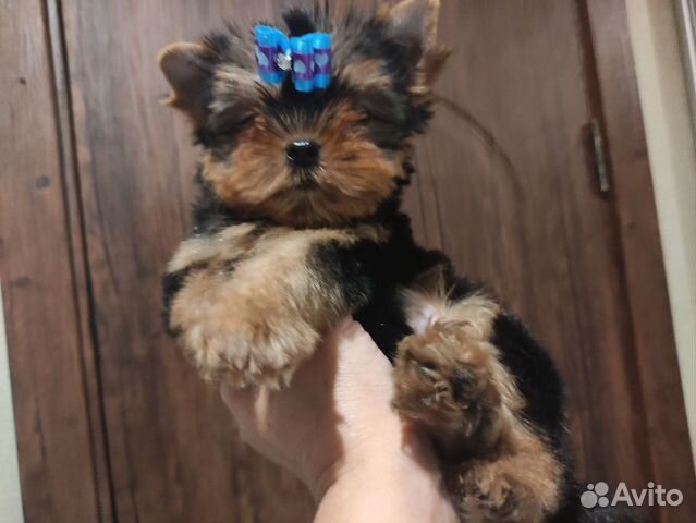 Мини мальчик Красавчик Беби фейс Документы