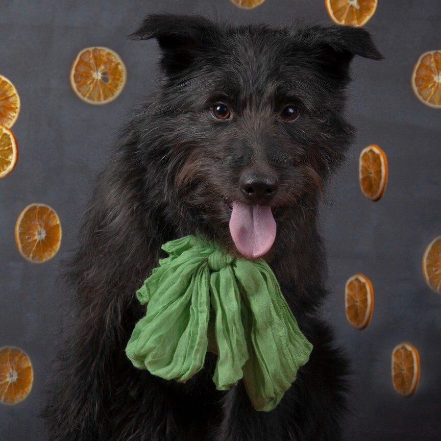 Терьет Фанта мечтает о доме