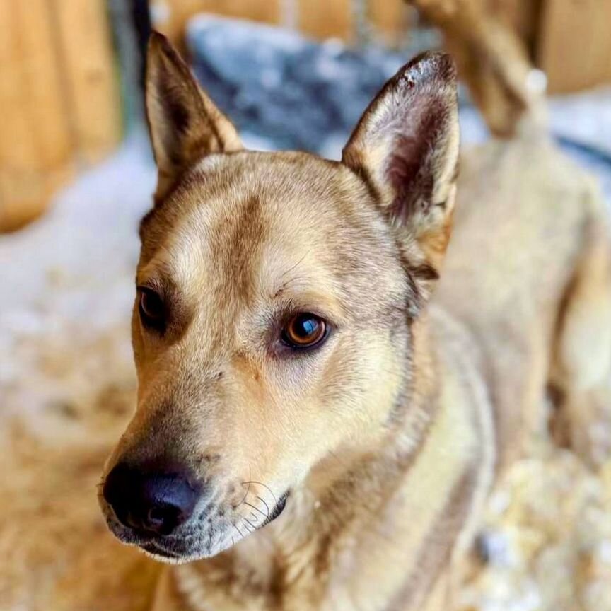 Взрослый пёс в добрые руки