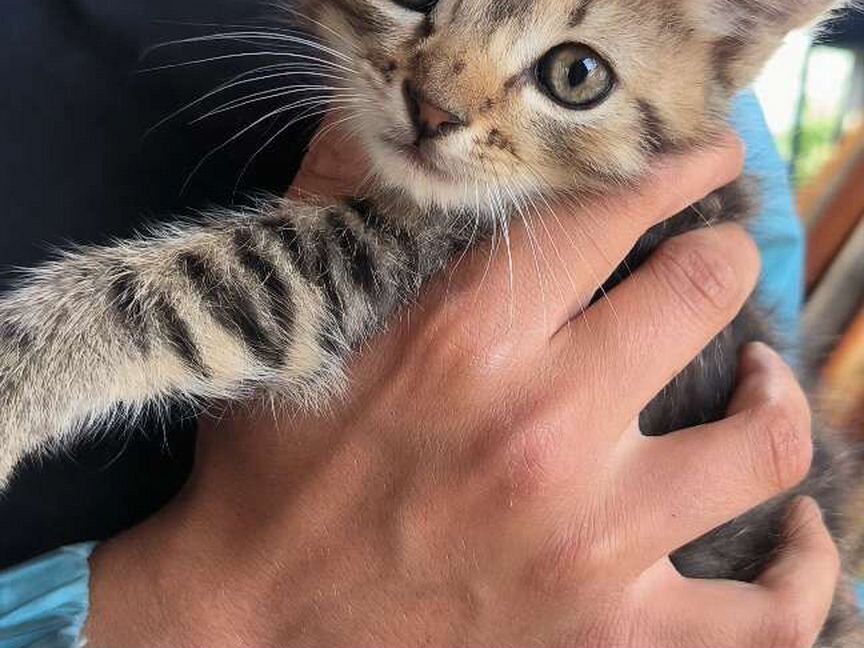 Котёнок от кошки мышелова