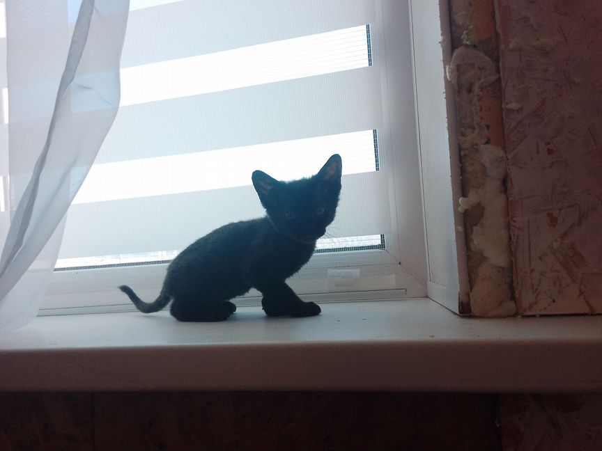 Донской сфинкс котёнок