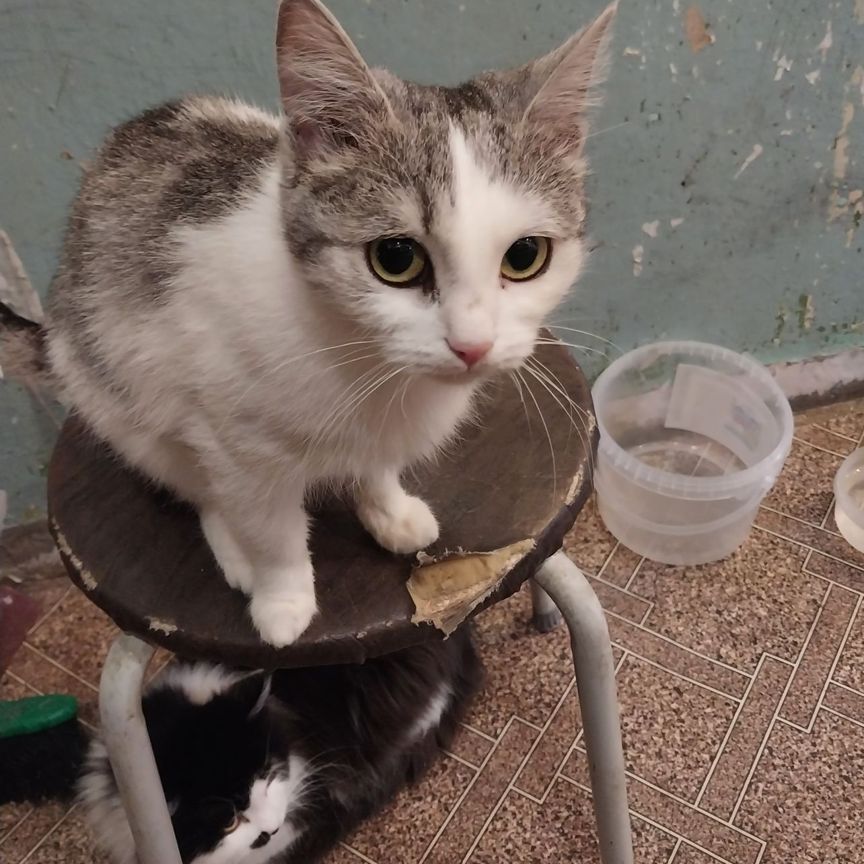 Кошка