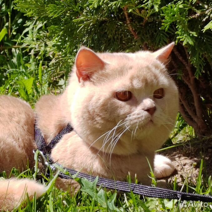 Британский котик кремового окраса