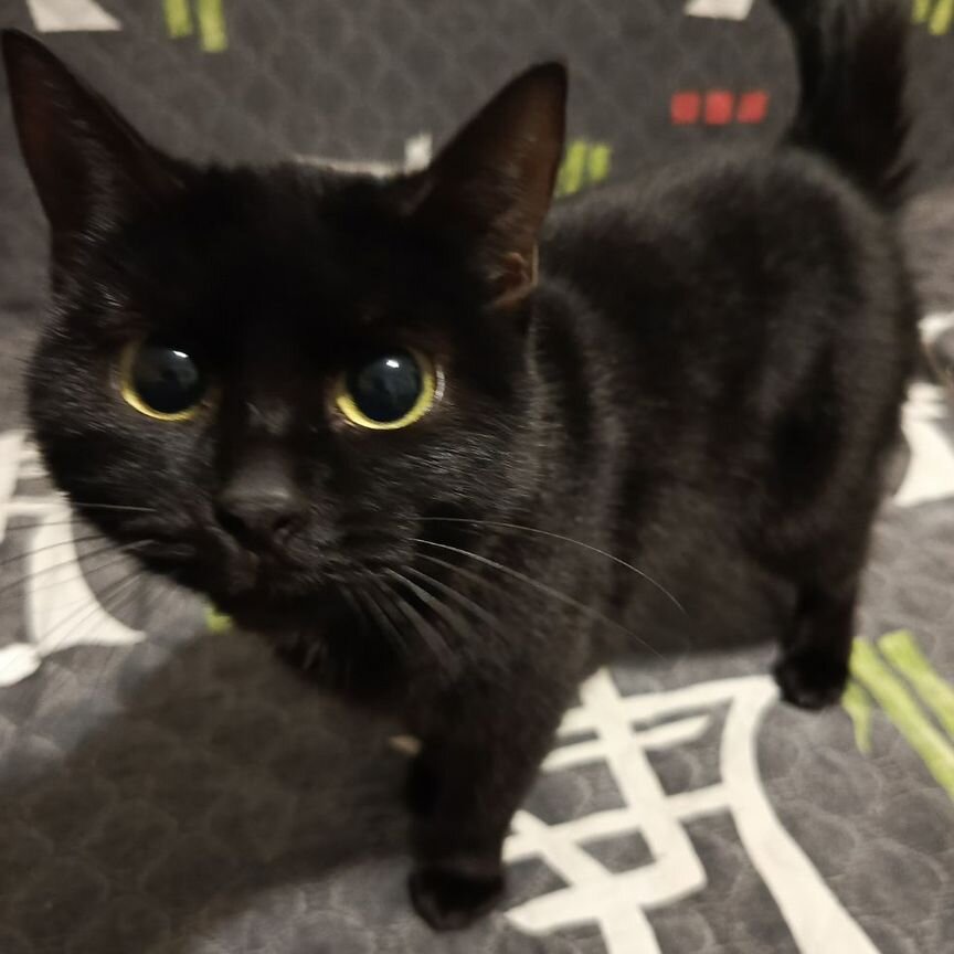 Взрослая, Девочка кошка в добрые руки