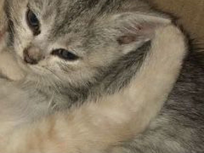 Котенок в добрые руки