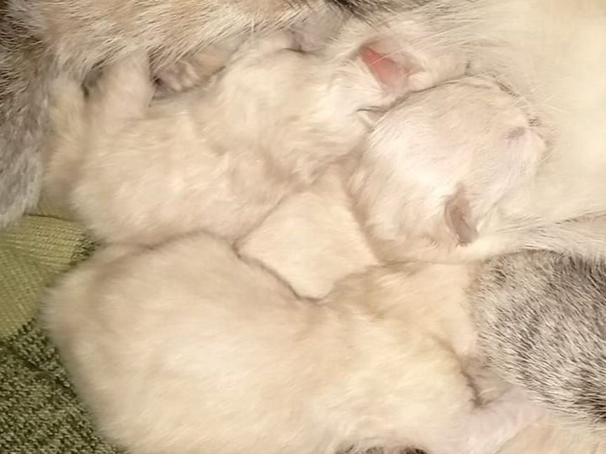 Отдам котят в добрые руки