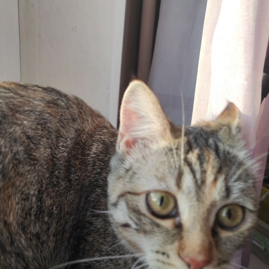 Котёнок Мира ищет дом