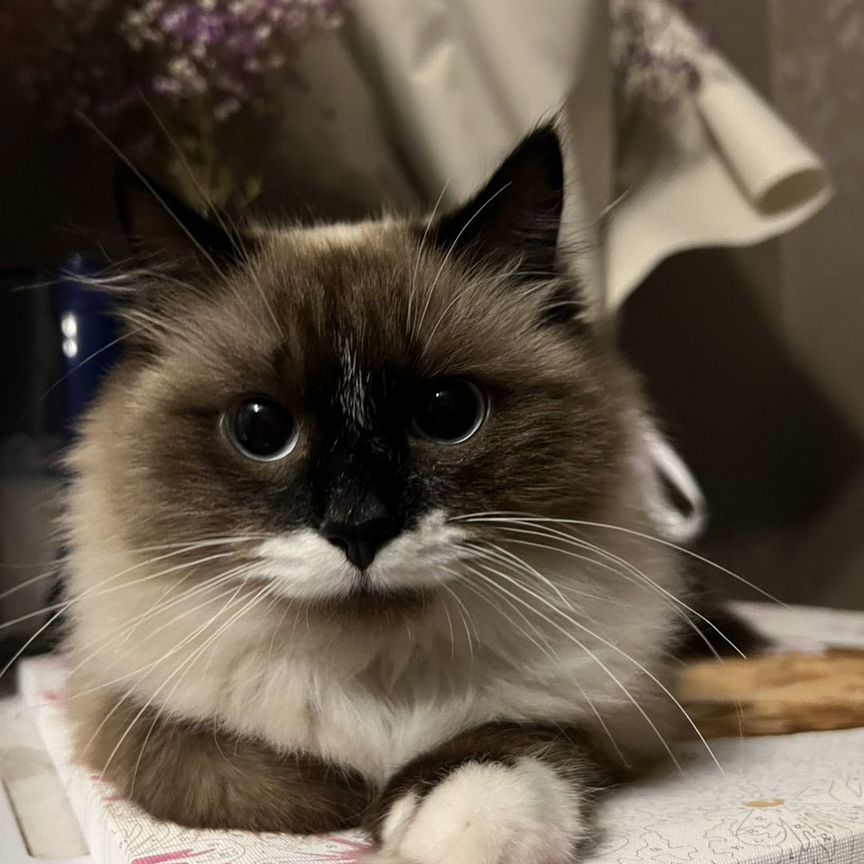 Кошки рэгдолл